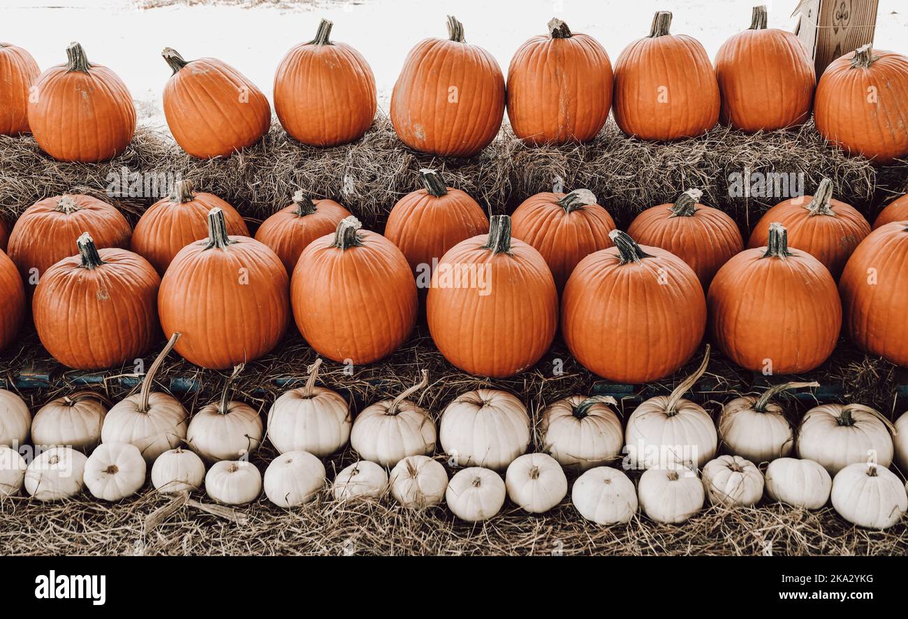 Rows of orange and white pumpkins at a patch Stock Photo - Alamy
