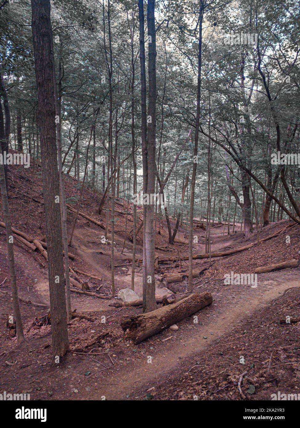 A vertical shot of a dry leafless dense forest with fallen branches and ...