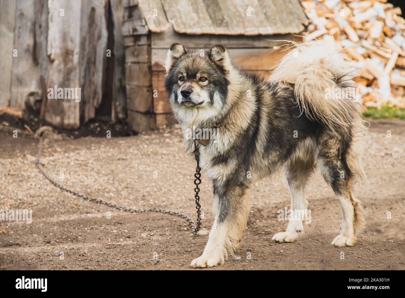 Guard dog on a chain looks with caution outdoors. Close-up Stock Photo ...
