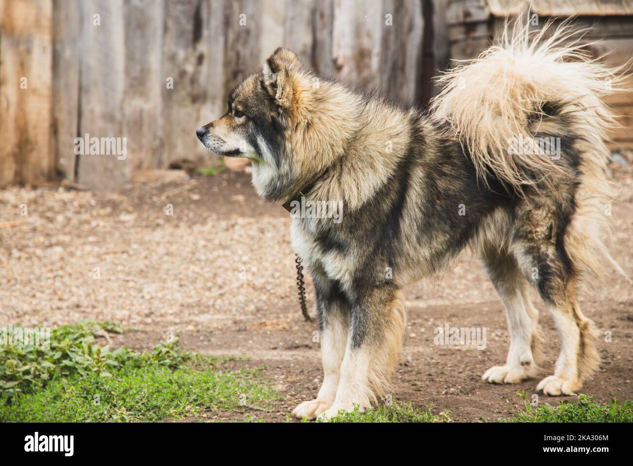 Guard dog on a chain looks with caution outdoors. Close-up Stock Photo ...