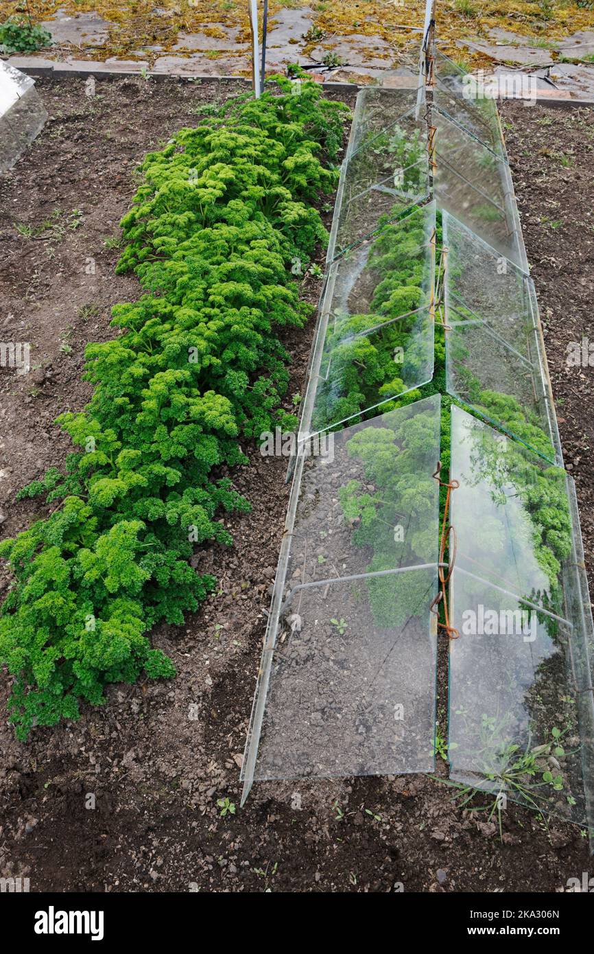 Glass garden cloche hi-res stock photography and images - Alamy