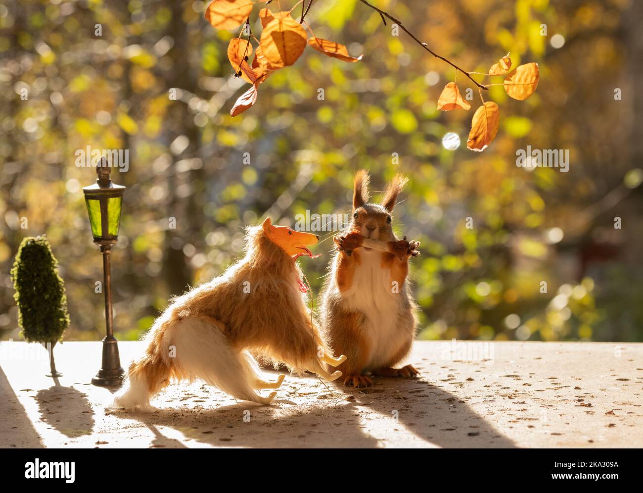 Red Squirrel with a dog and a bone Stock Photo - Alamy