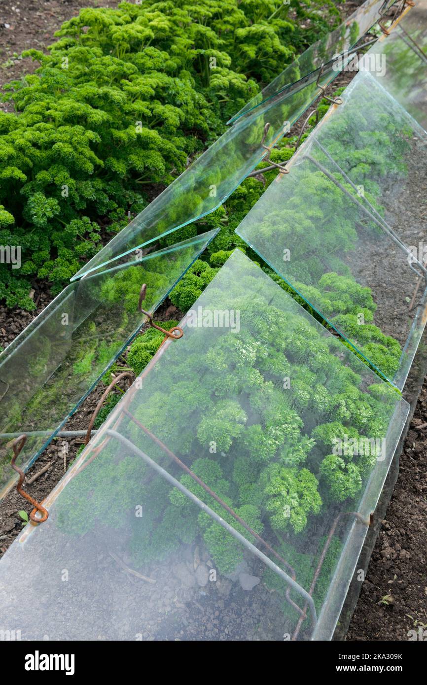 A row of vintage, low barn cloches used to protect parsley from winter ...