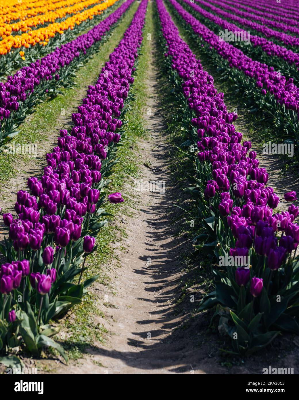 A scenic view of rows of violet tulips blooming in the field Stock ...