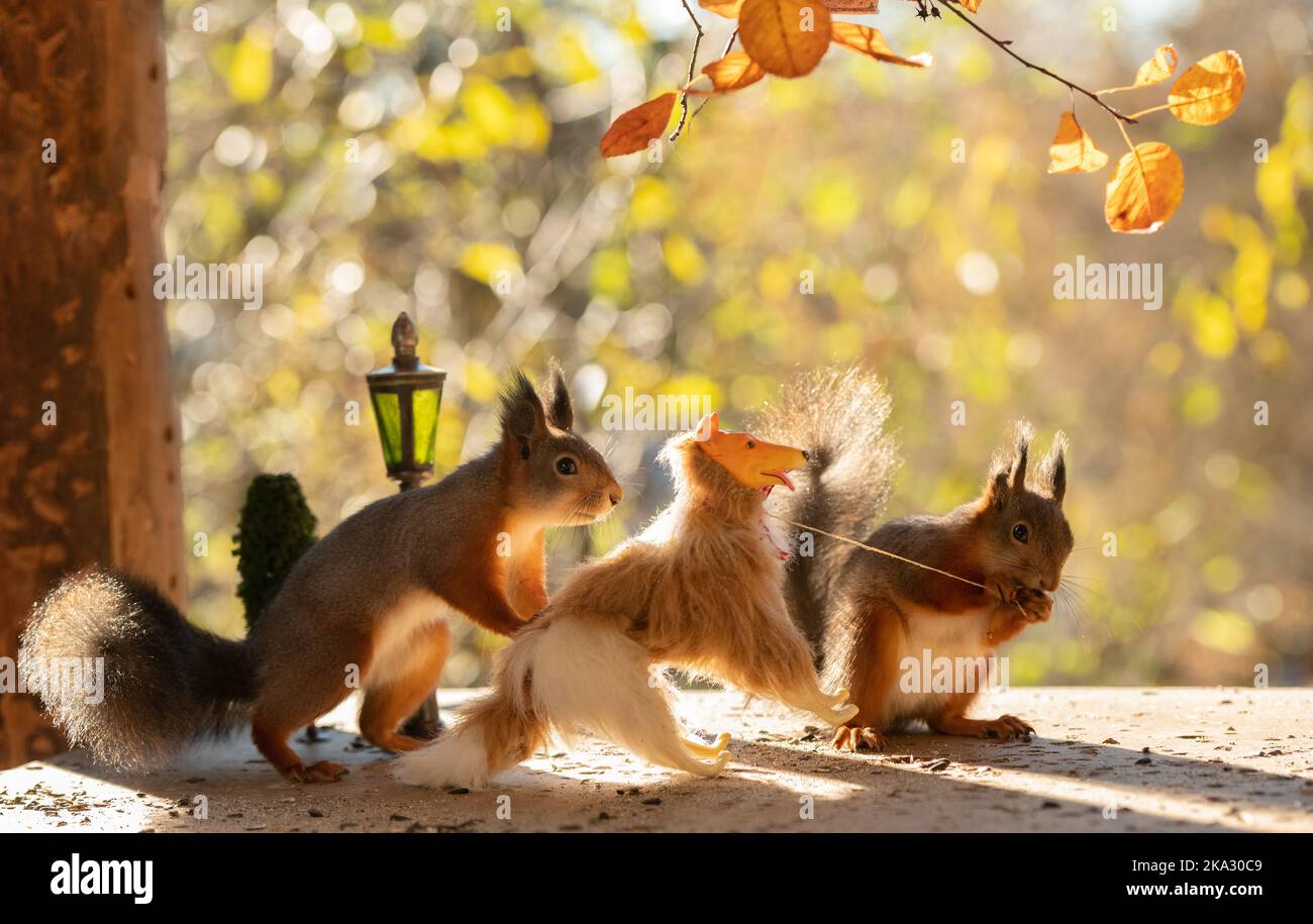 Red Squirrels with a dog Stock Photo - Alamy