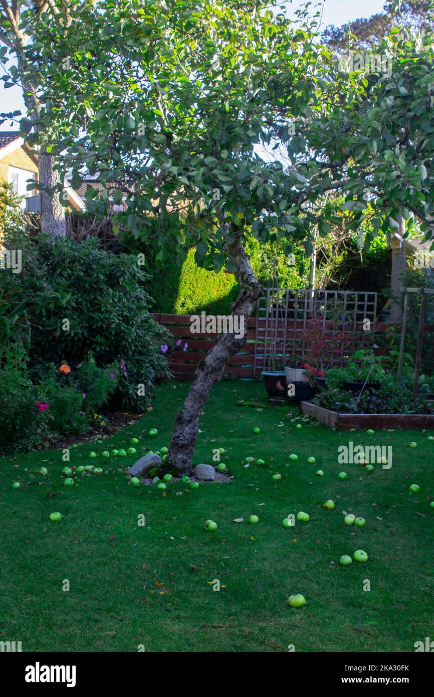 Windfall Bramley apples from a very old tree strewn on the lawn of a ...
