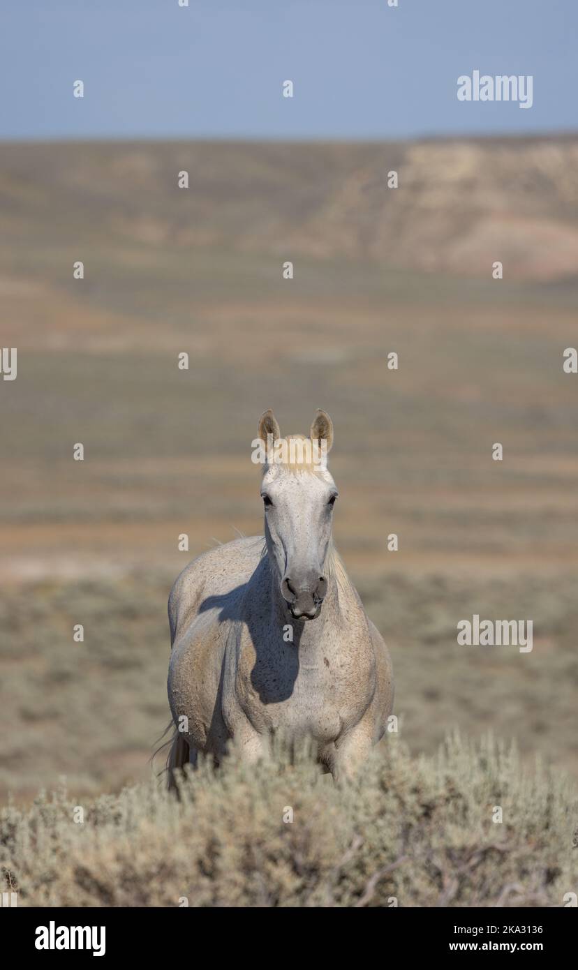 Wild Horse in the Wyoming Desert in Summer Stock Photo - Alamy