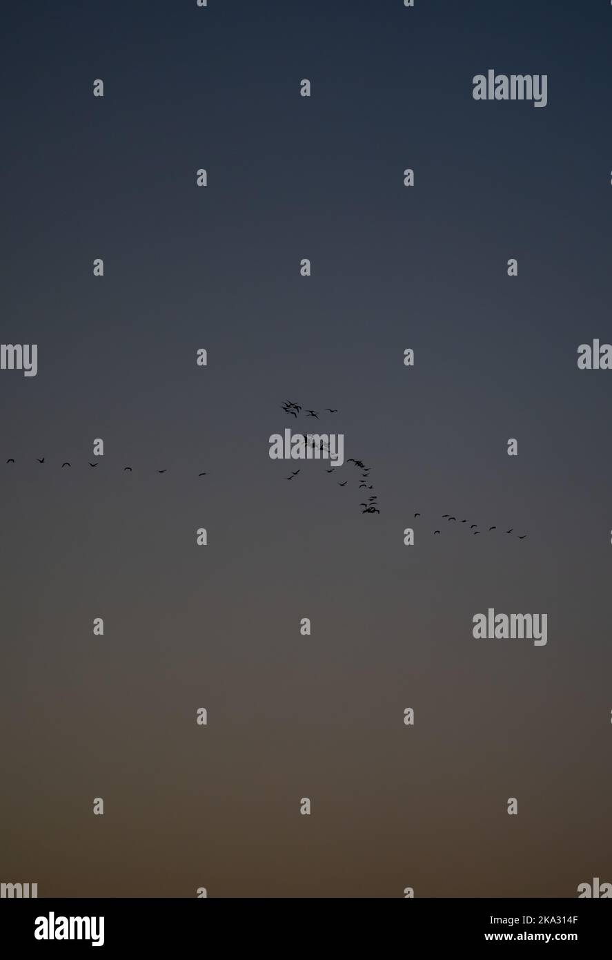 A vertical shot of birds flying in formation in sky with beautiful ...