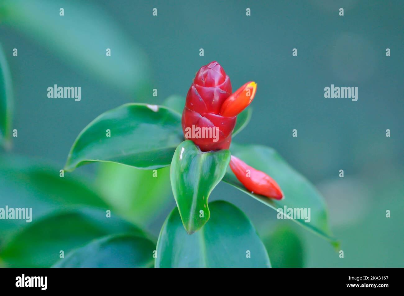 Costus speciosus, Crape ginger or Malay ginger or Spiral flag or Costus ...