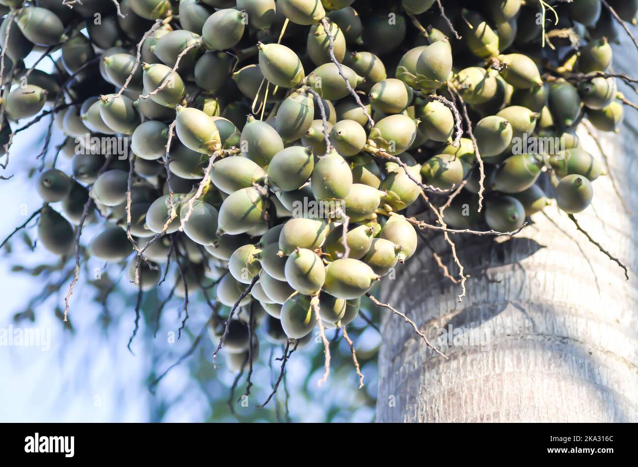 Foxtail Palm Seeds