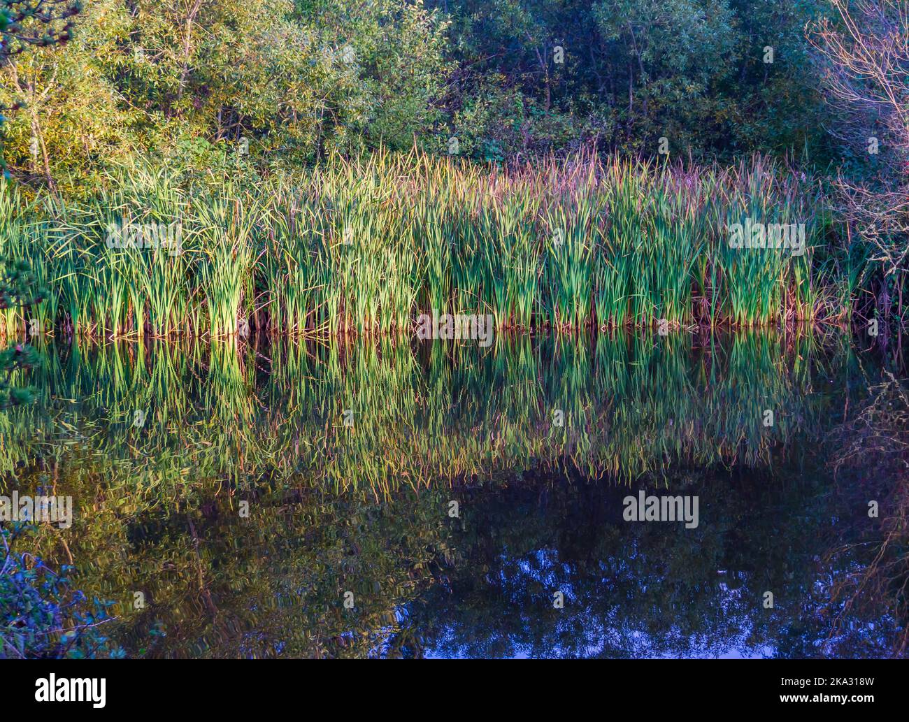 A pond in fall at Normandy Park, Washington. Landscape scene Stock ...