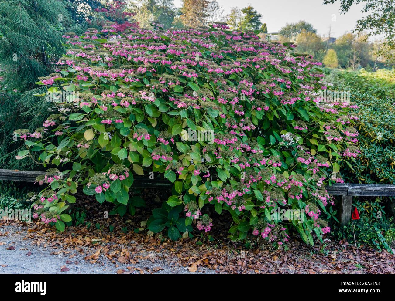 Trees filled with color at an arboretum at South Seattle College Stock ...