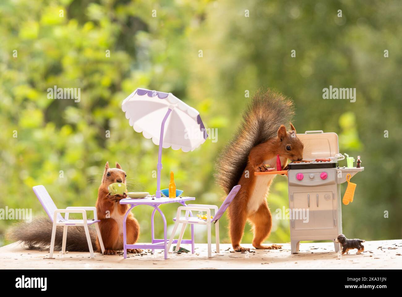 Squirrel meat hi-res stock photography and images - Alamy