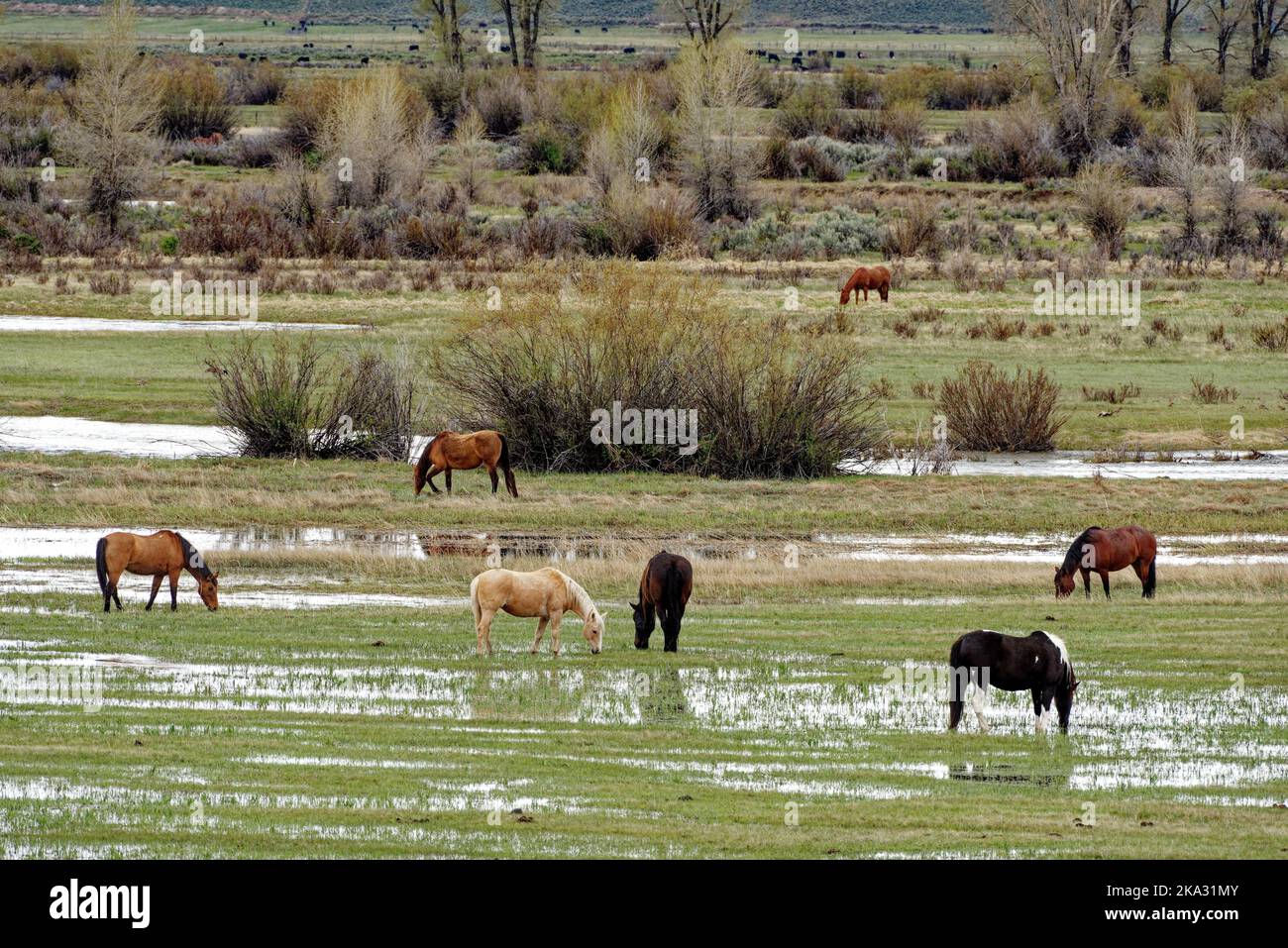 A grass field with wild horses in the Grand Tetons National Park ...