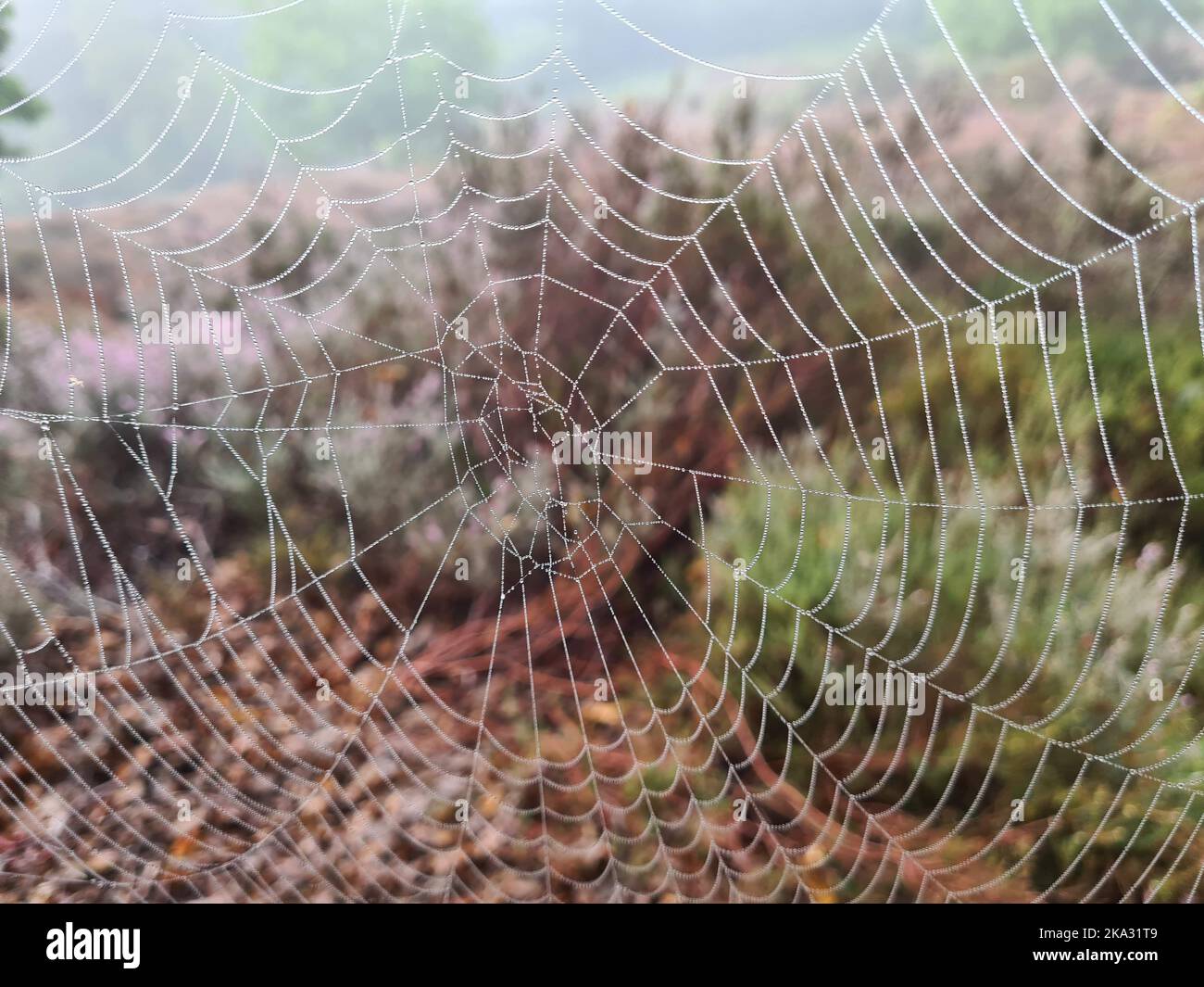 A huge,white spider net on a the woods, close-up Stock Photo - Alamy