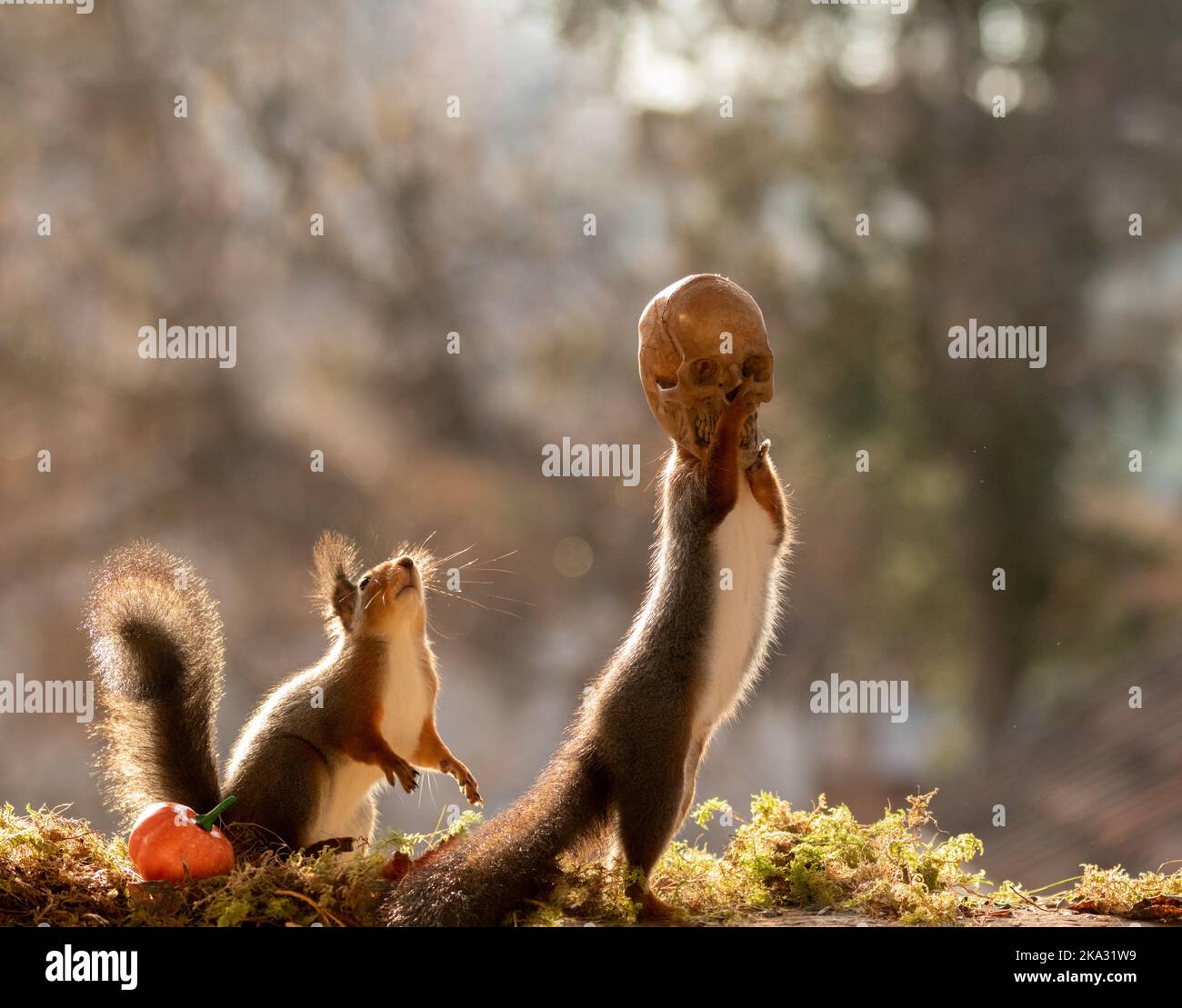 red squirrels with a skeleton head Stock Photo - Alamy