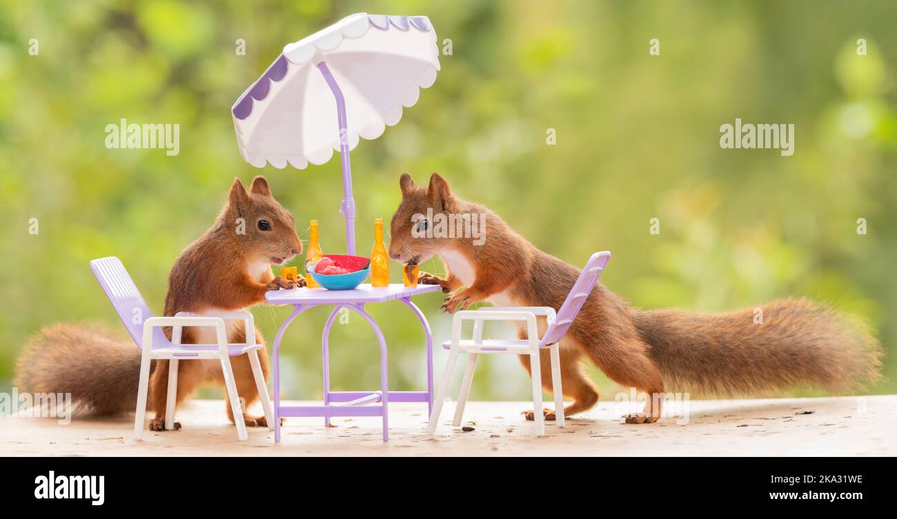 Squirrel meat hi-res stock photography and images - Alamy