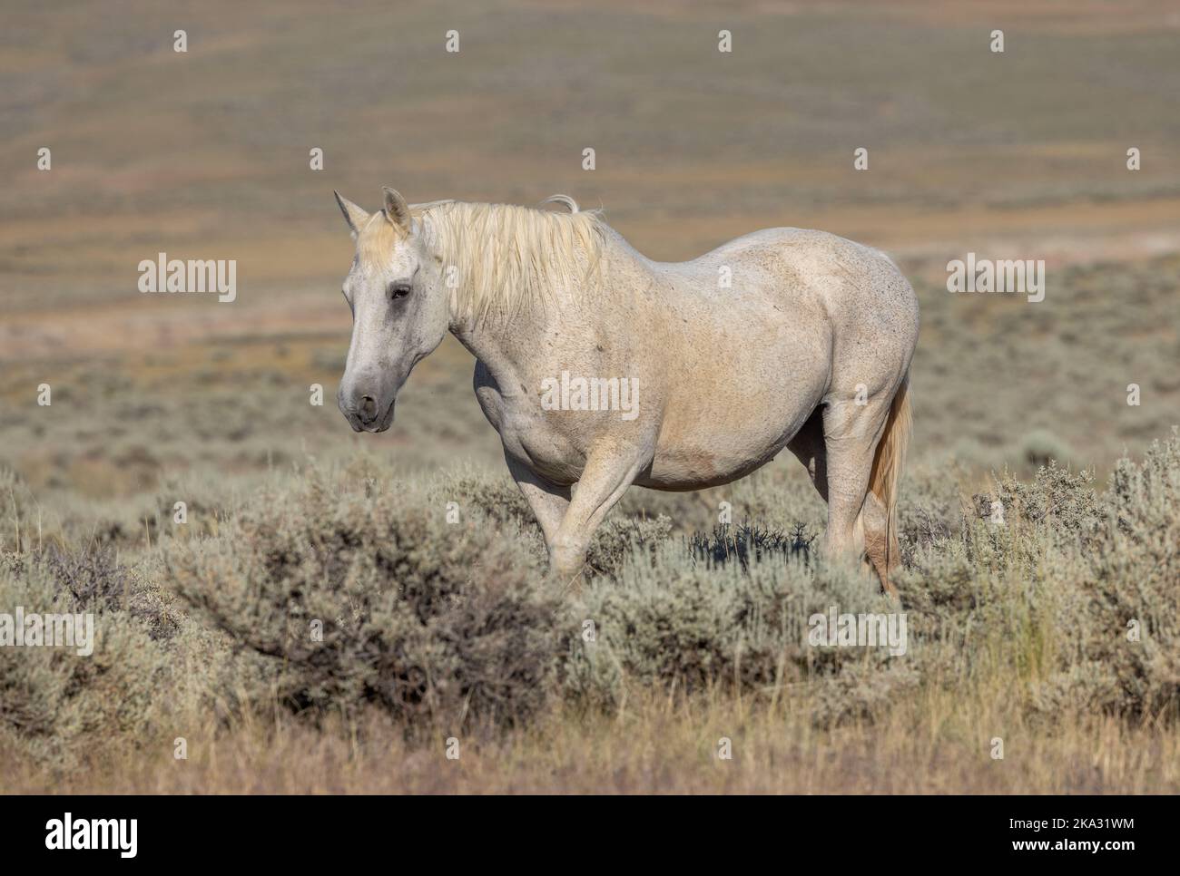 Wild Horse in the Wyoming Desert in Summer Stock Photo - Alamy