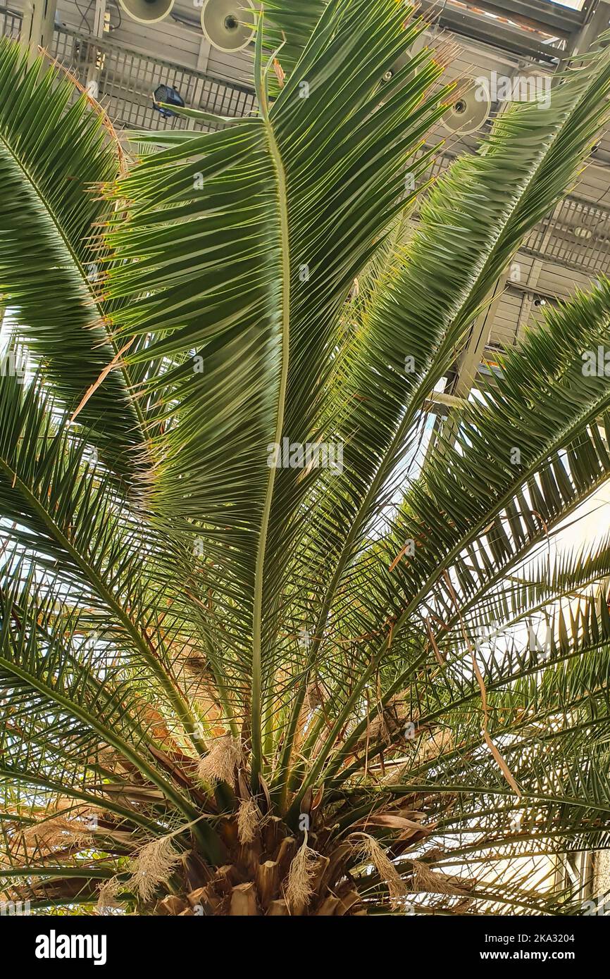 Palm leaves, roof and structure of botanical garden close-up Stock ...