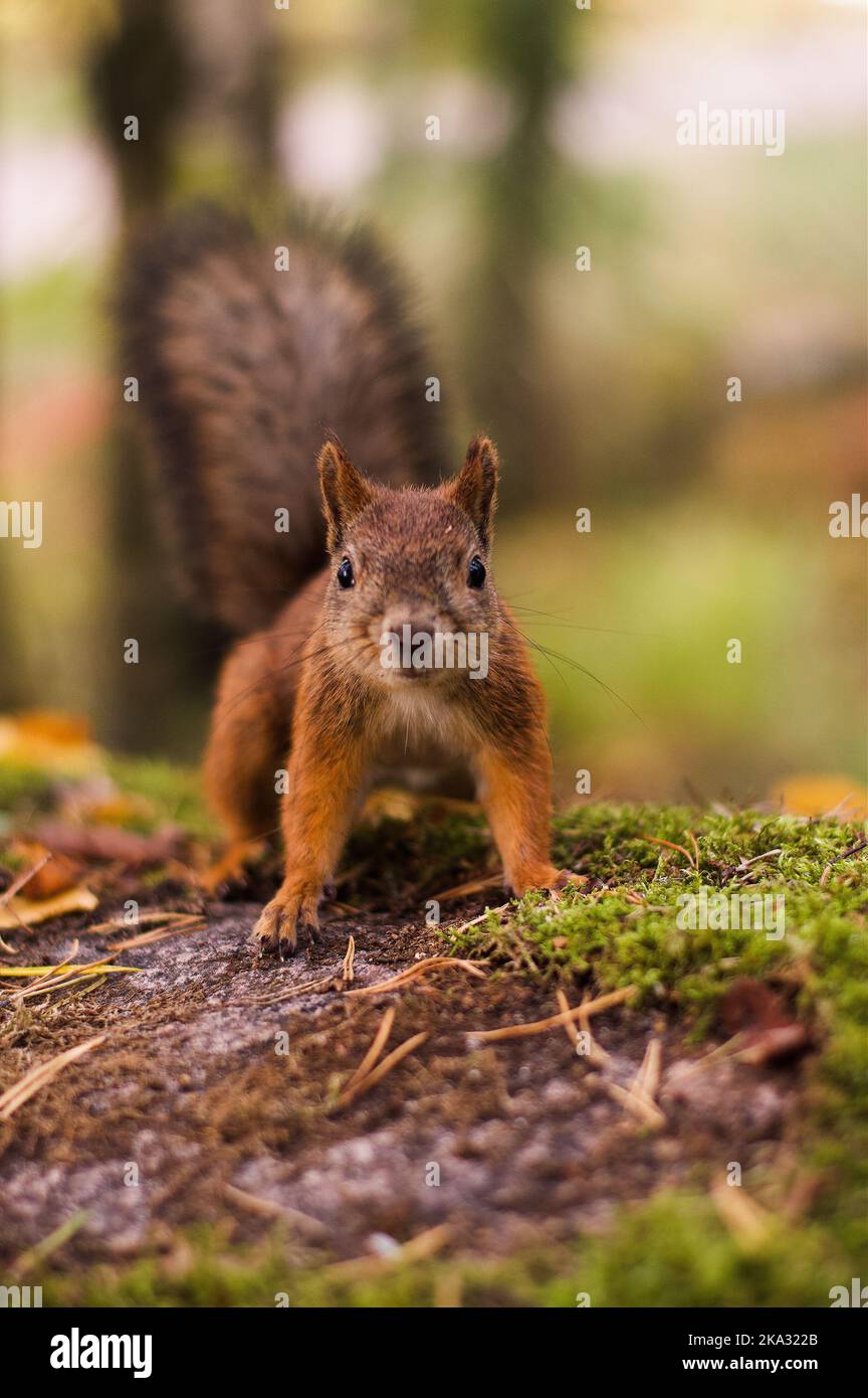 A vertical shot of a Red squirrel staring straight into the camera with ...