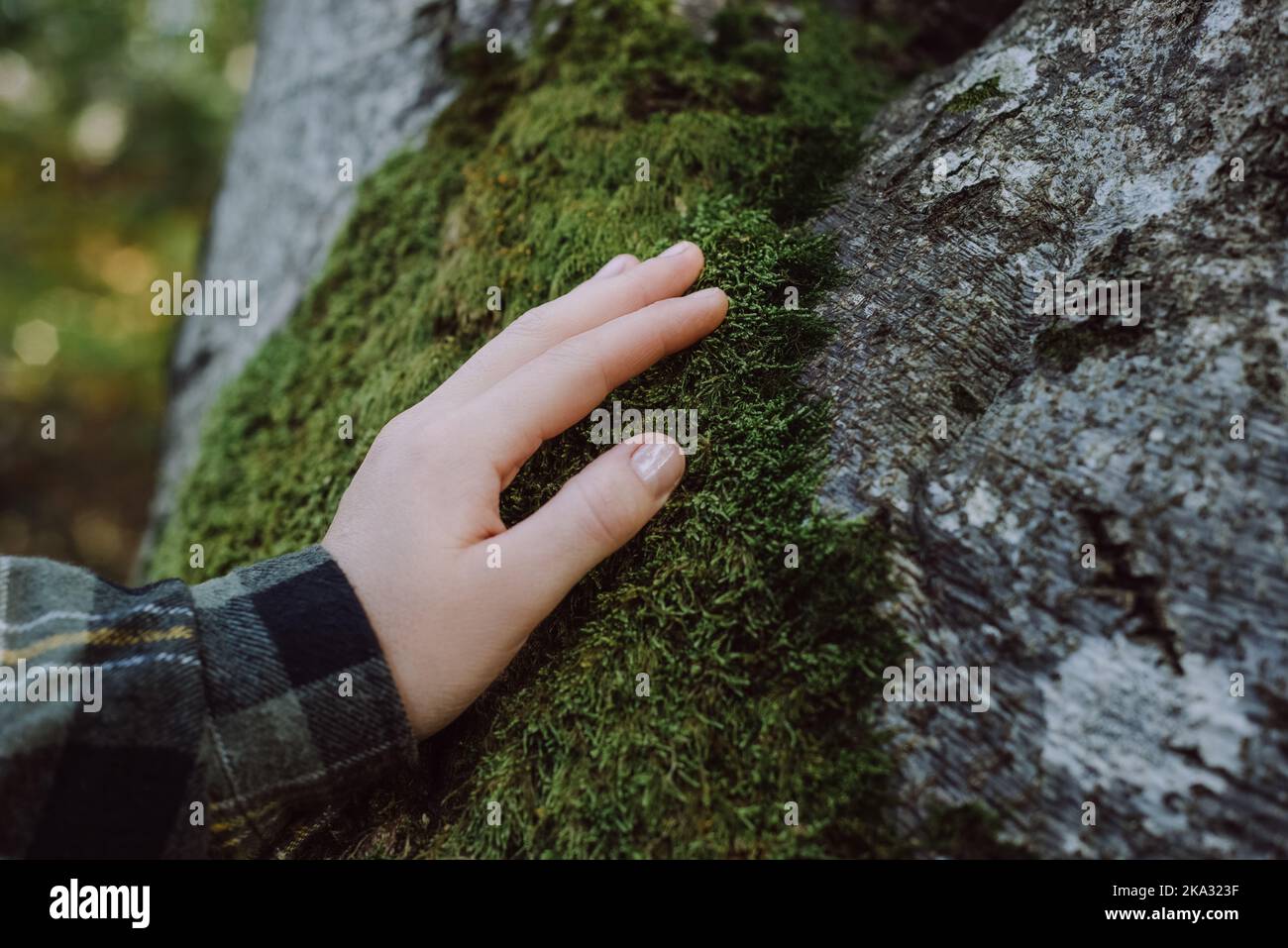 Close up of woman hand gently touch tree bark covered in green lush ...