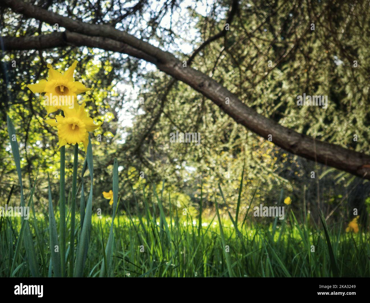 A closeup shot of narcissus flowers under the tree branch Stock Photo ...