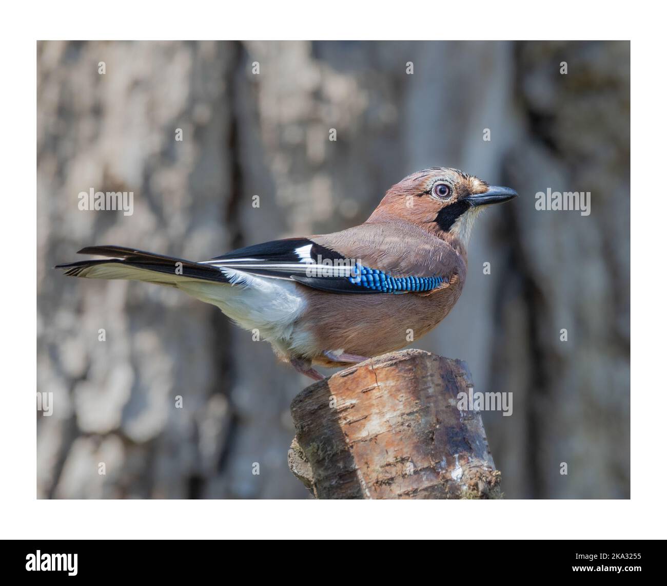 Eurasian fauna Cut Out Stock Images & Pictures - Alamy