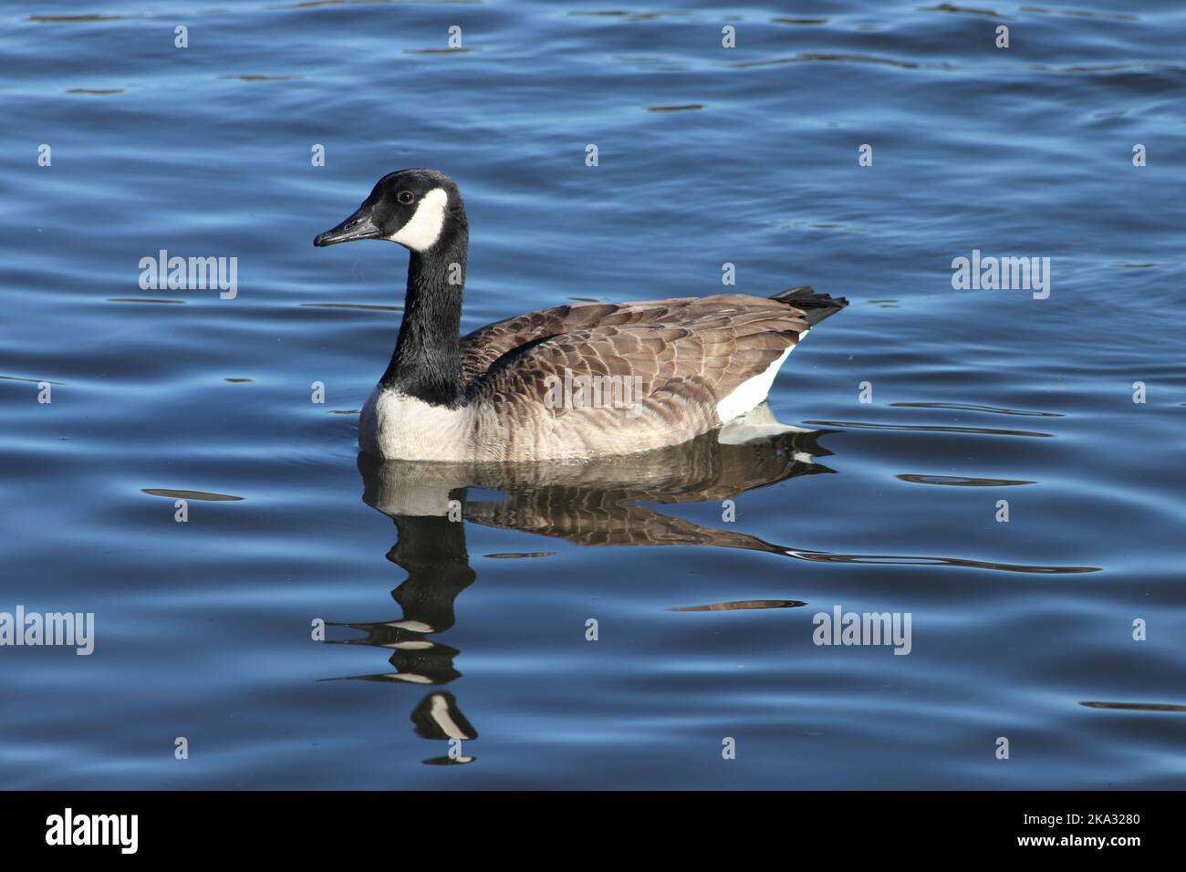 The goose swimming in the water Stock Photo - Alamy