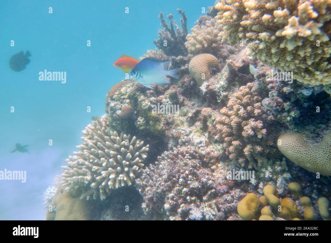 A scenic shot of fish, underwater plants, and coral reefs in the Red ...