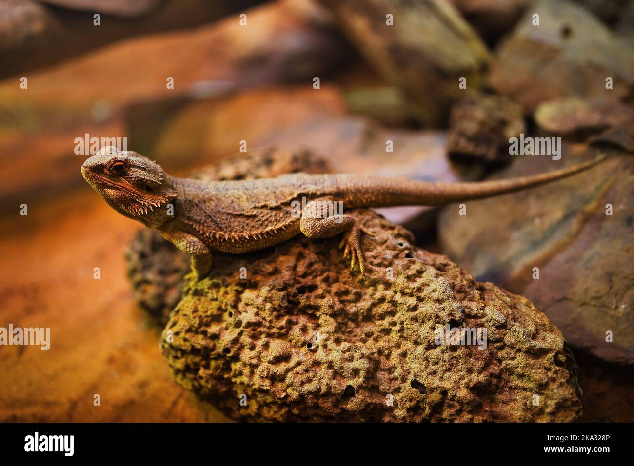 A selective of a lizard on a rock Stock Photo - Alamy