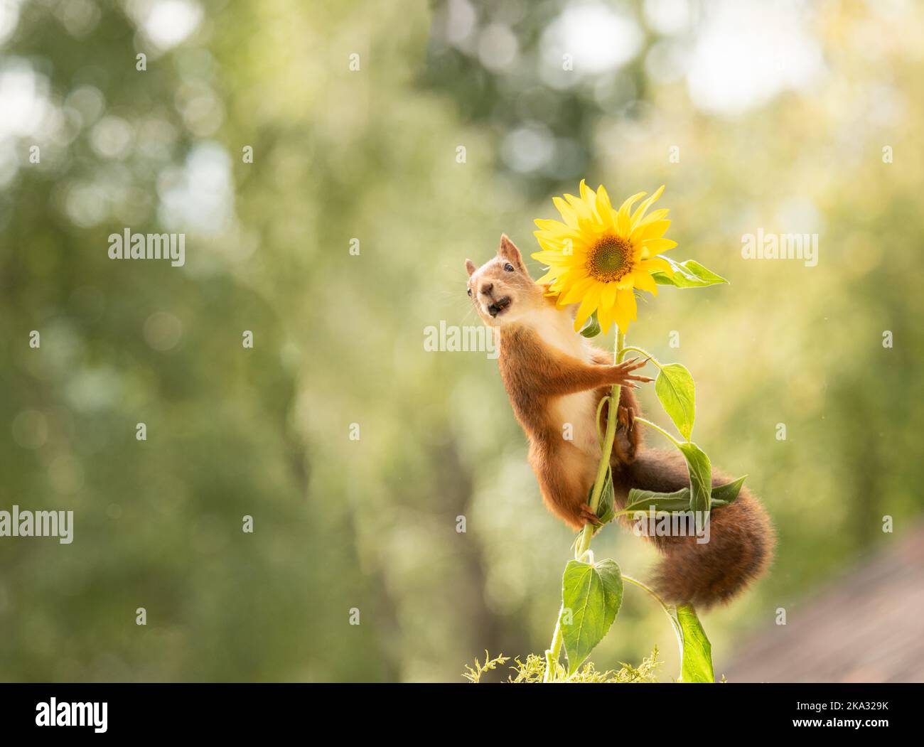 Red squirrel is climbing in a sunflower hi-res stock photography and ...