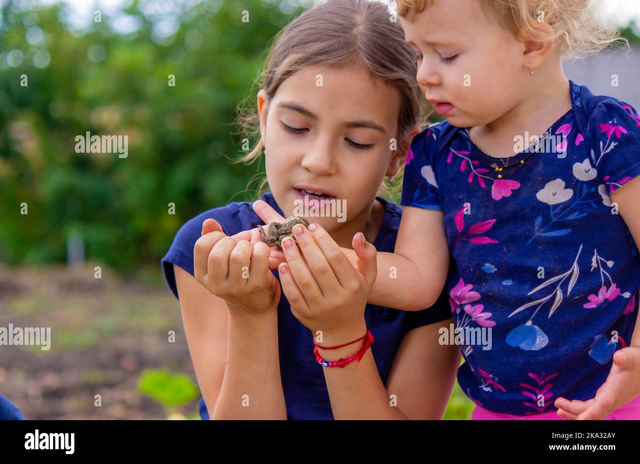 Kid hand holding frog hi-res stock photography and images - Alamy