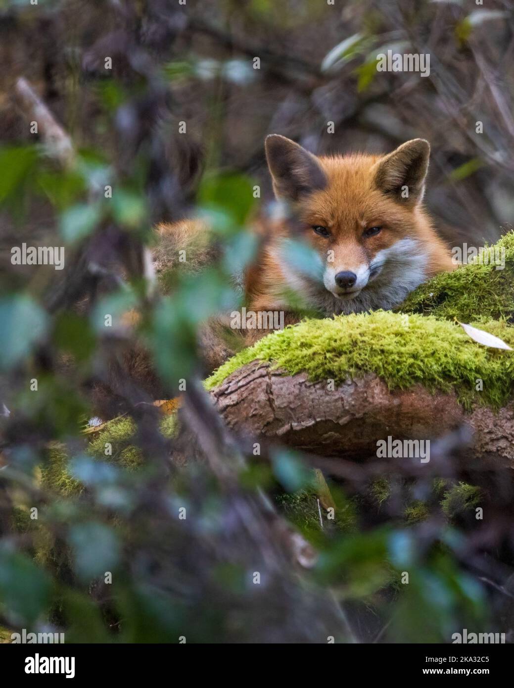 Russian woods hi-res stock photography and images - Alamy
