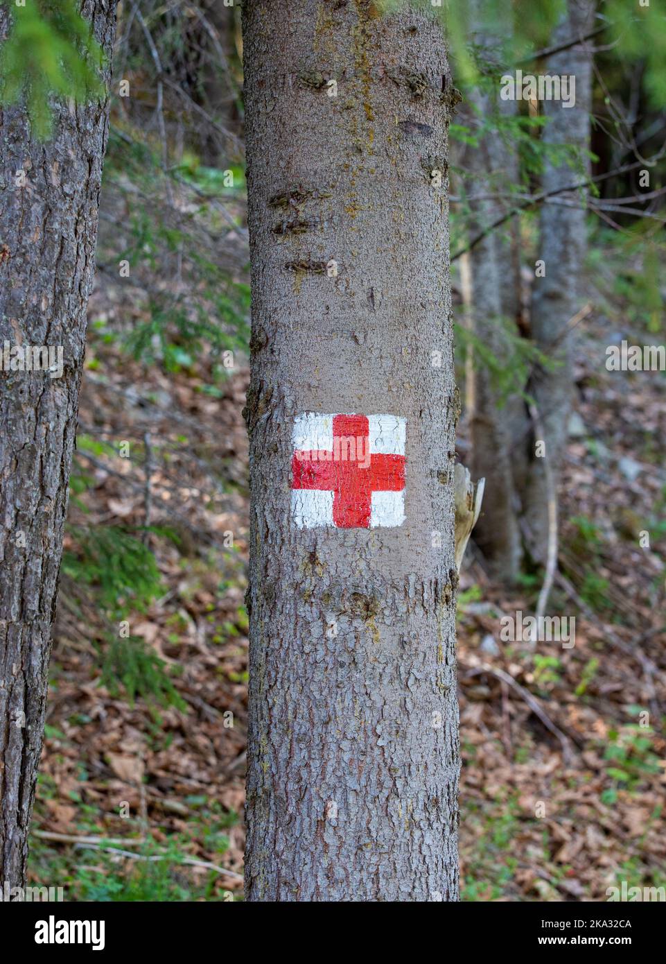 A tourist marking on the trunk of a tree, sign, direction Stock Photo ...