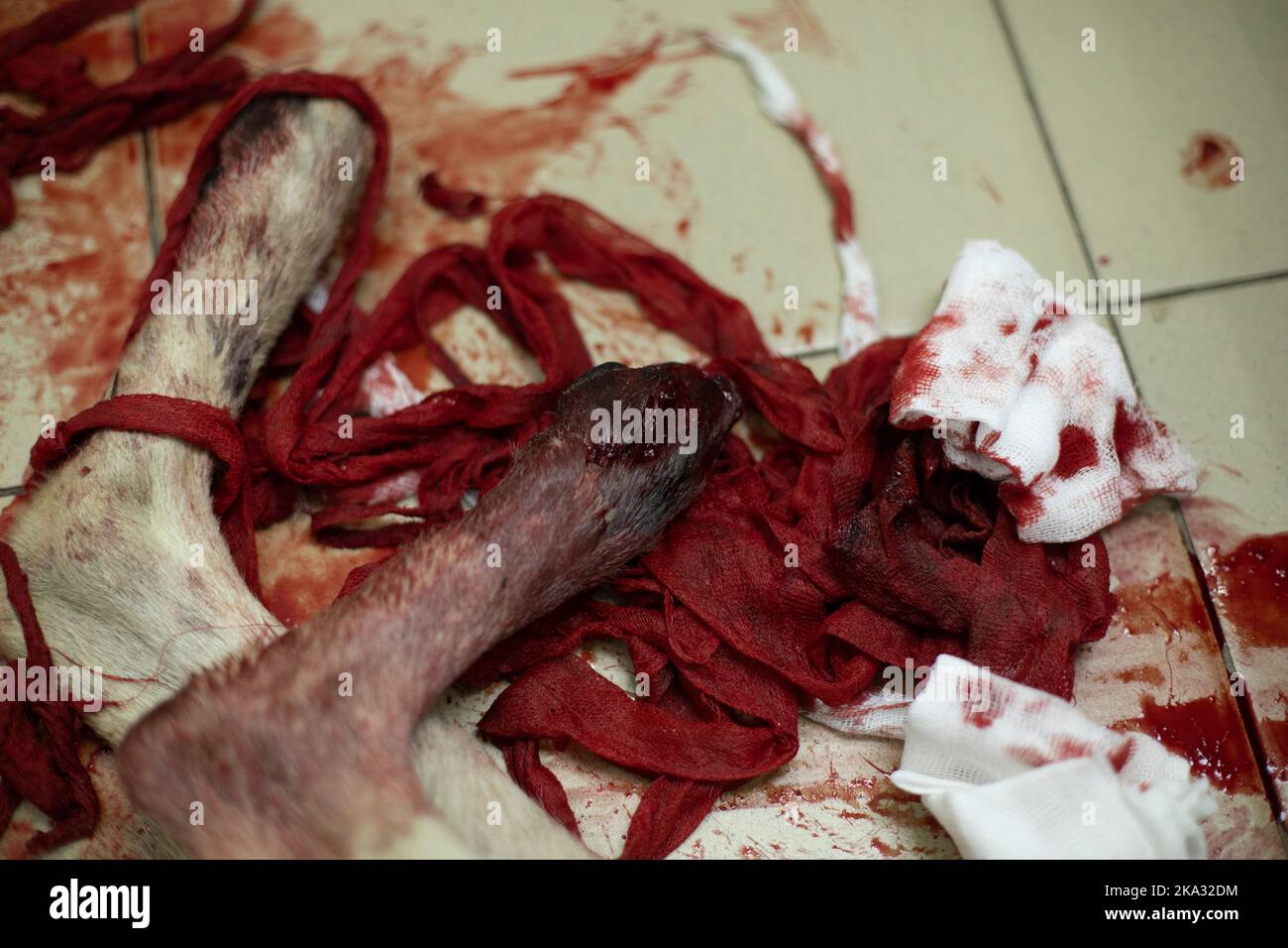 Dog blood. Wounded pet paw. Lot of blood in animal. Injured animal in ...