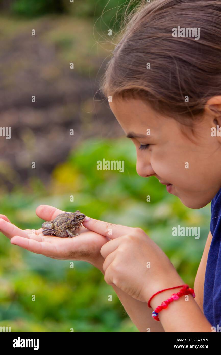 girl hold a toad in the palm of her hand. Selective focus. Nature Stock ...