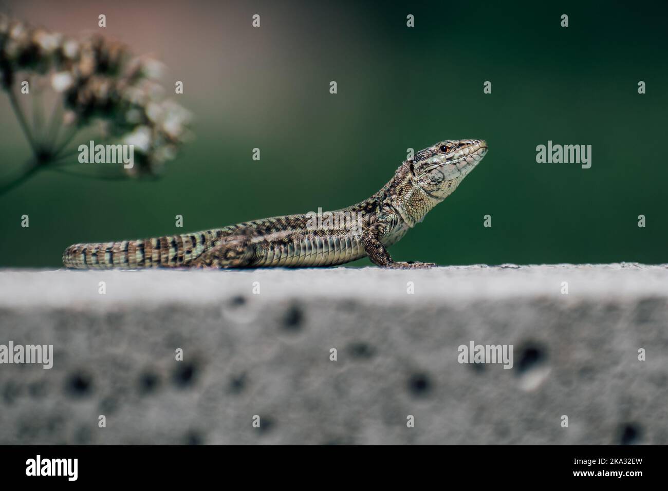 A closeup shot of a lizard crawling on a rock fence Stock Photo - Alamy