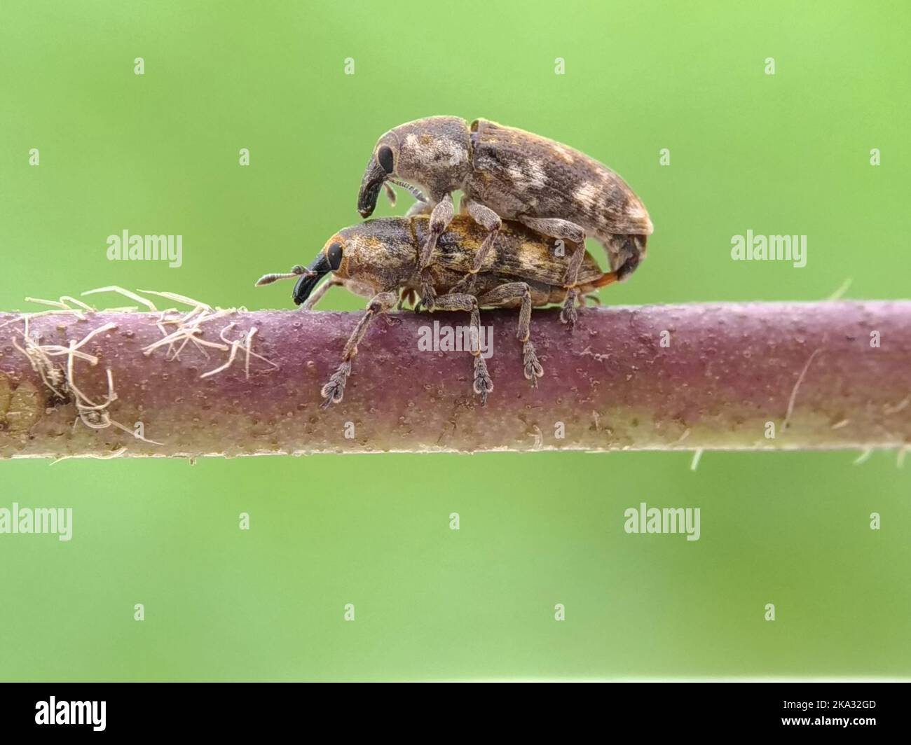 I took this photo using a cellphone camera and the damaged camera lens ...