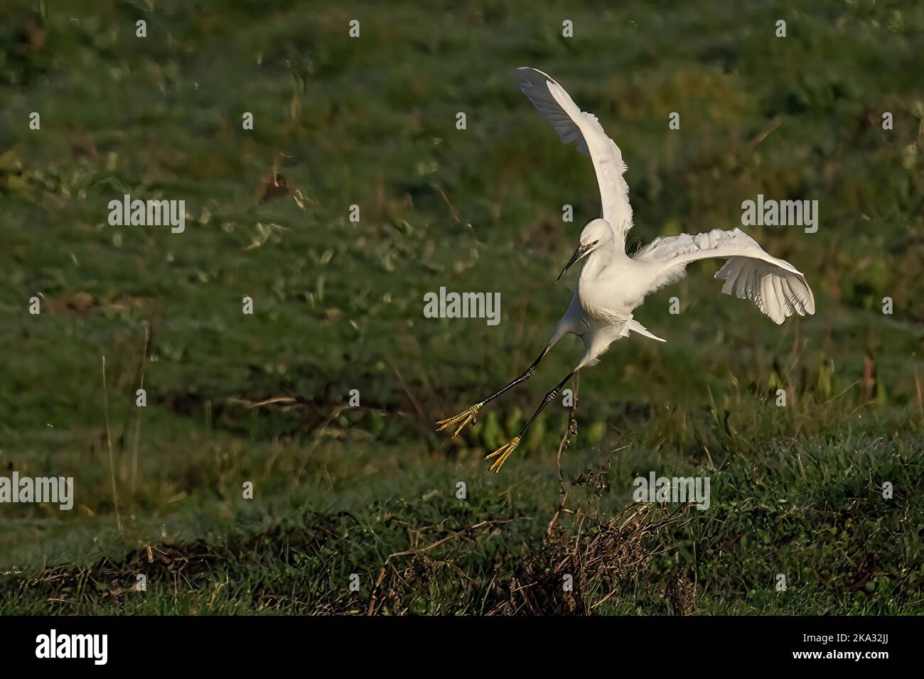 A white Little Egret bird landing onto a grass field Stock Photo - Alamy