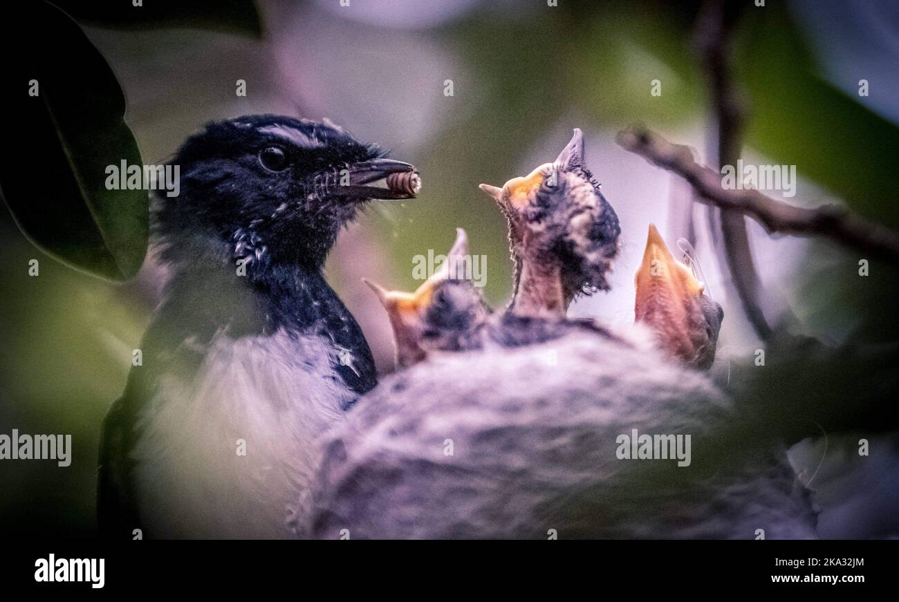 A macro shot of a common raven feeding its kids with open mouths Stock ...