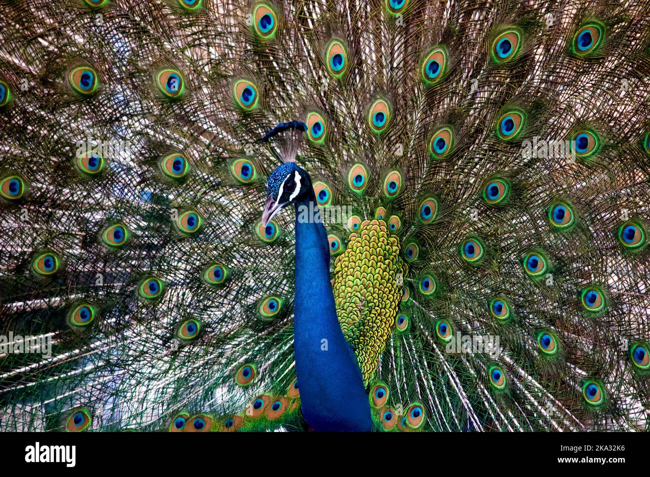 Male peahen hi-res stock photography and images - Alamy