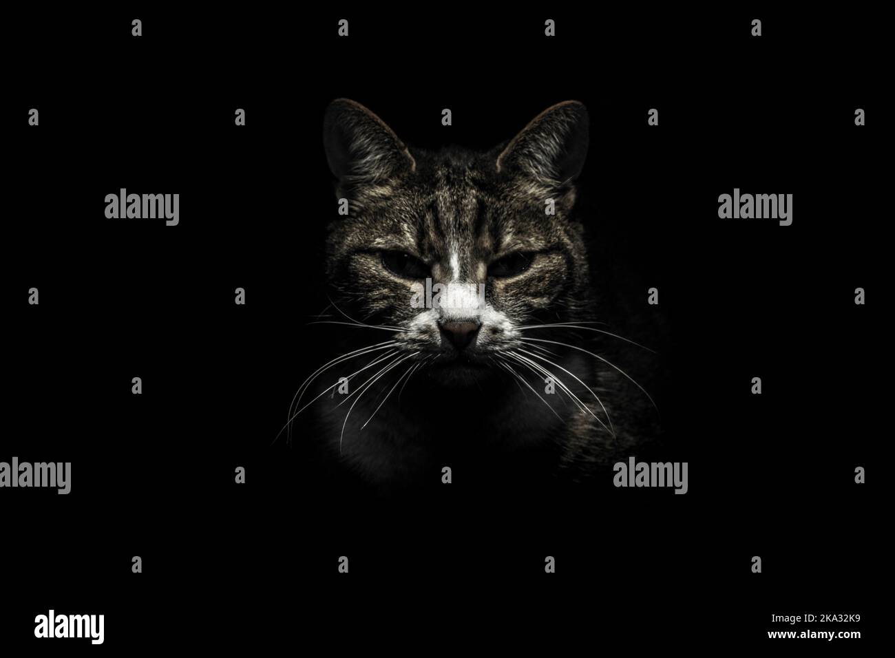 A portrait of a grumpy cat on a black background Stock Photo - Alamy