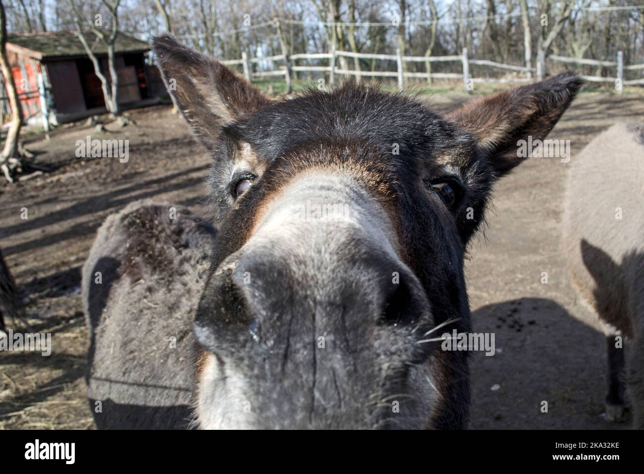 A portrait of a donkey on a farm Stock Photo - Alamy