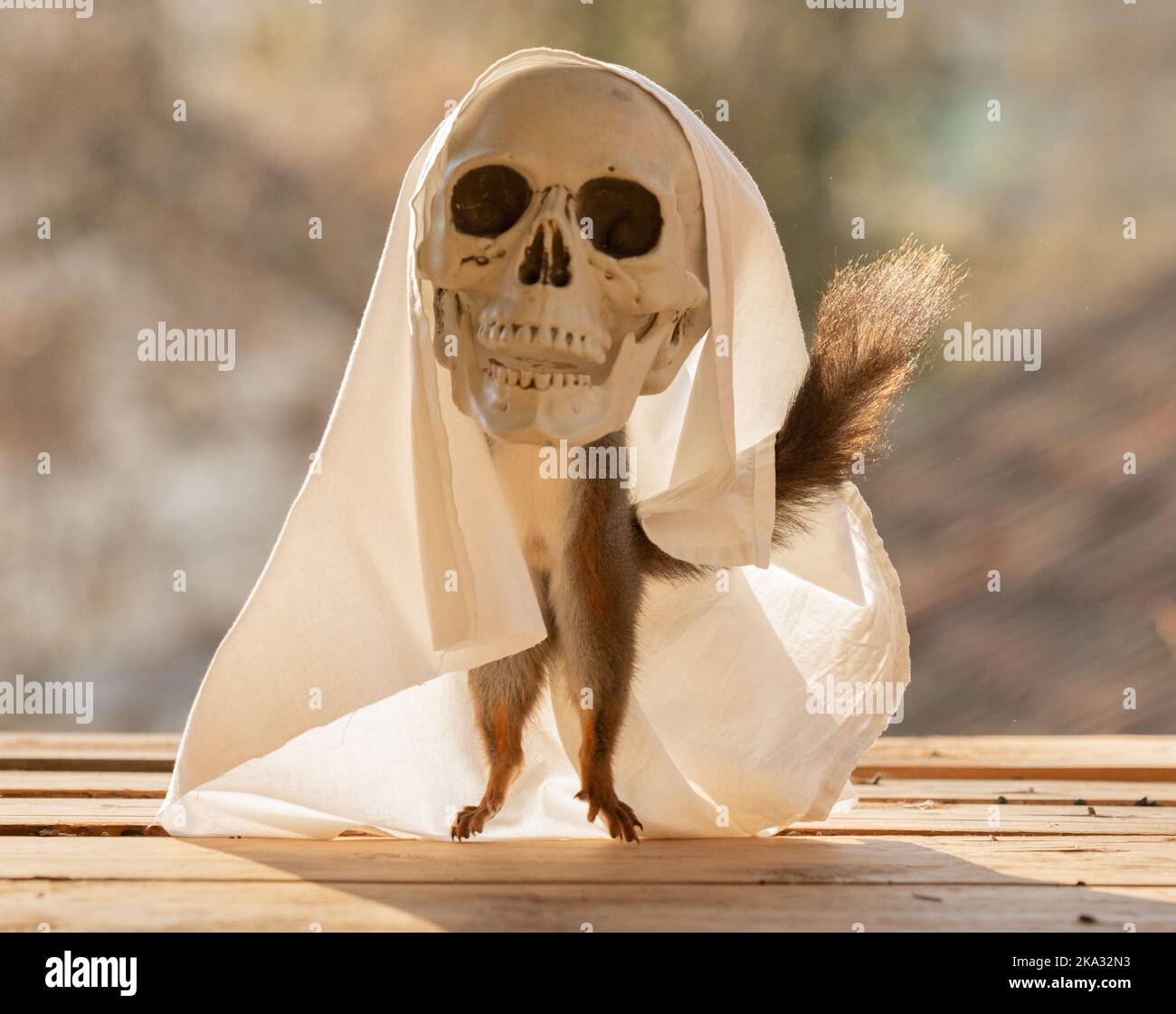 Red Squirrel in a ghost skull Stock Photo - Alamy