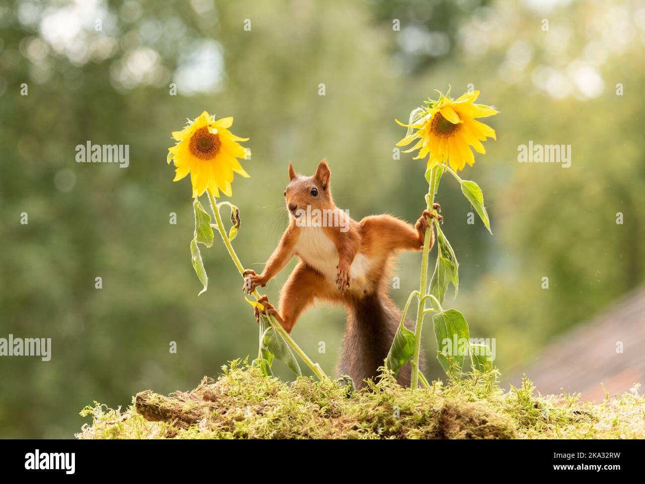Red squirrel is climbing in a sunflower hi-res stock photography and ...