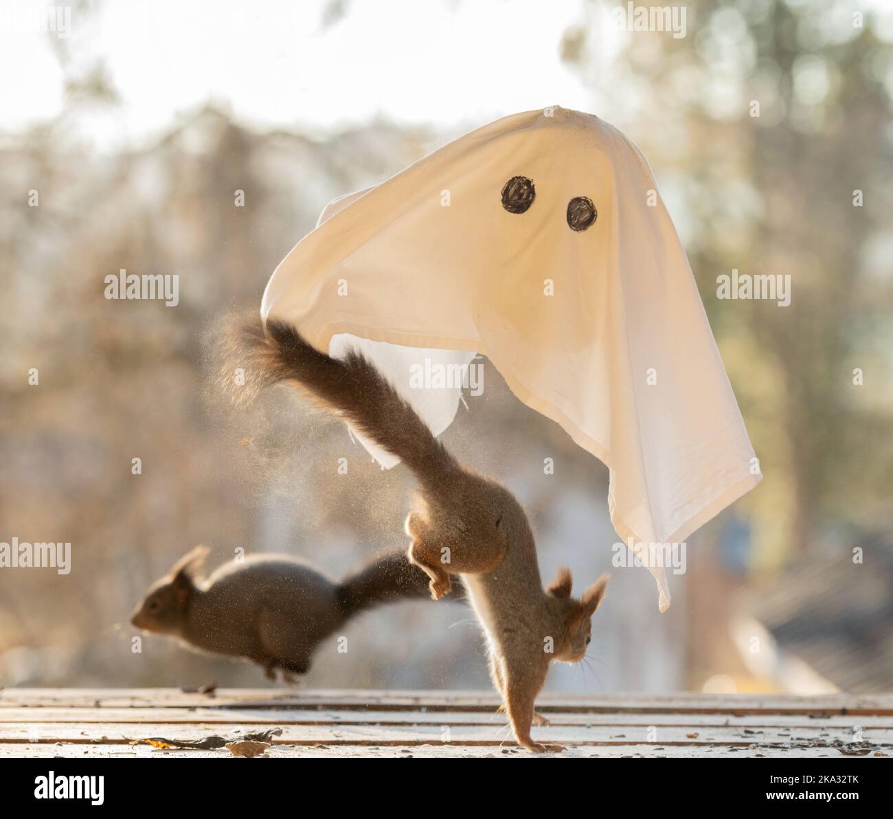 Red Squirrels with a ghost cloth Stock Photo - Alamy