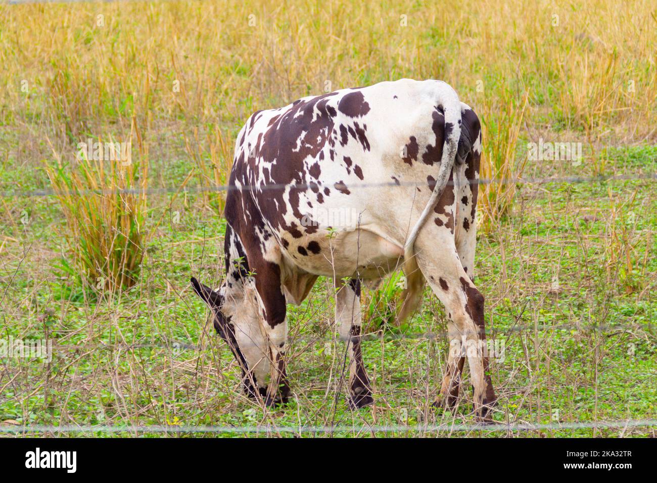 Goiânia, Goias, Brazil – October 30, 2022: A spotted cow eating grass ...