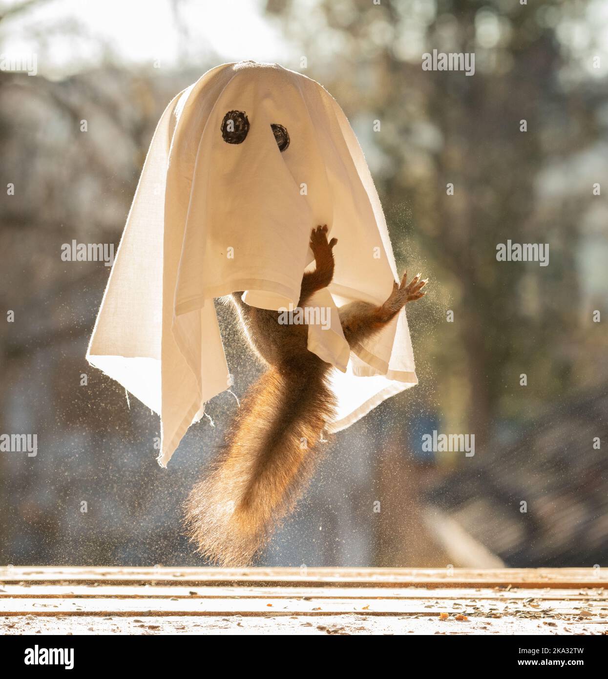 Red squirrel in a ghost skull hi-res stock photography and images - Alamy