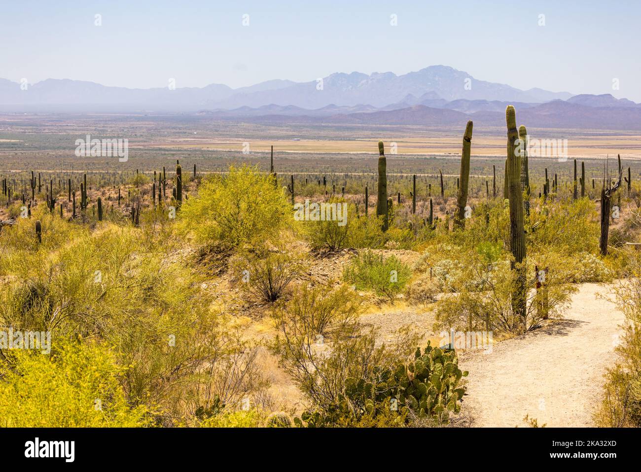 A beautiful view of cacti in a green field Stock Photo - Alamy