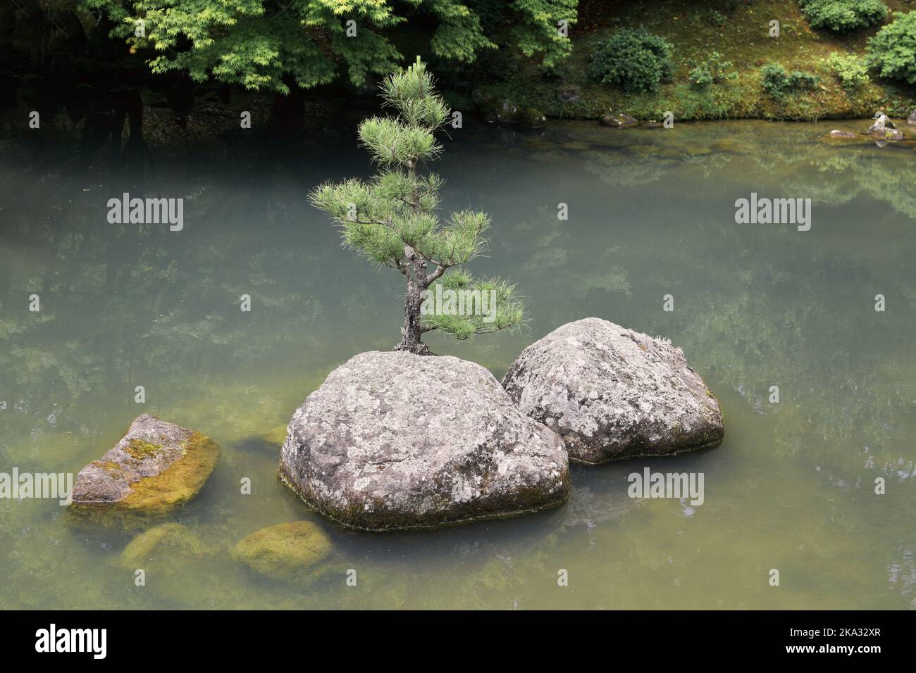 View of conifer bonsai tree on mini island in pond in Japanese Garden ...